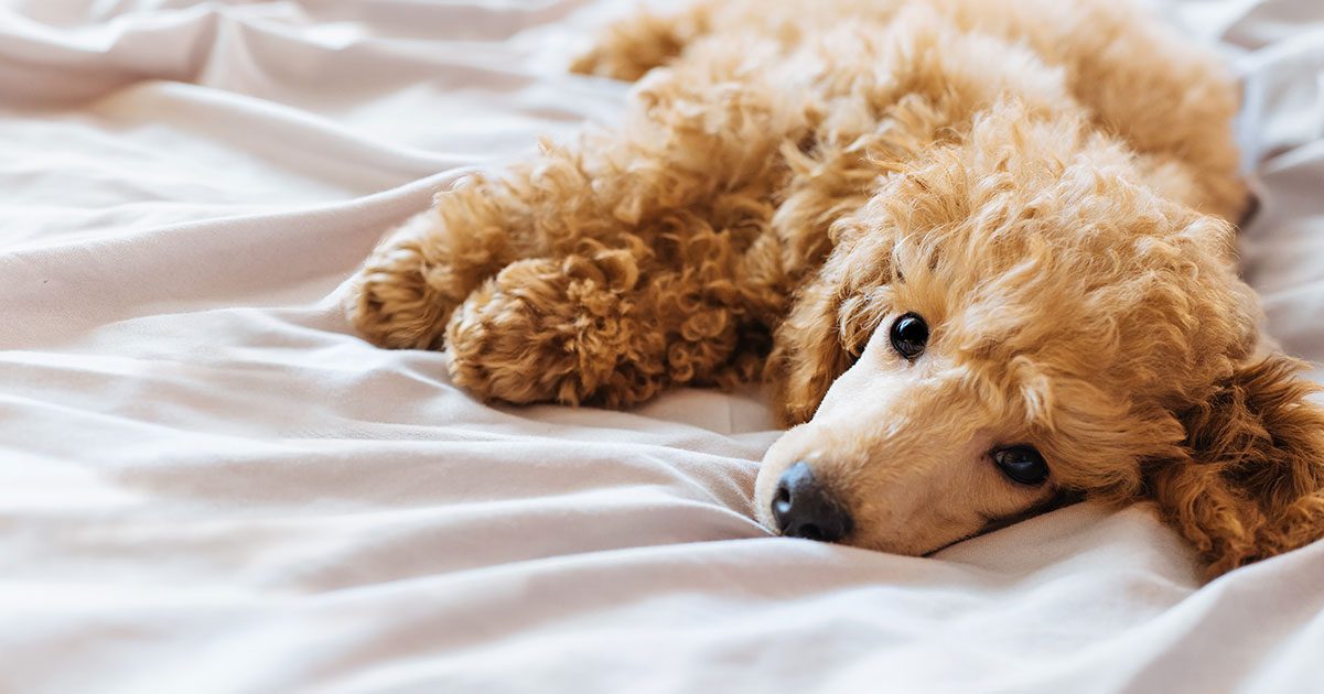Sick Pet Drop-Off Form | McGee Street Animal Hospital